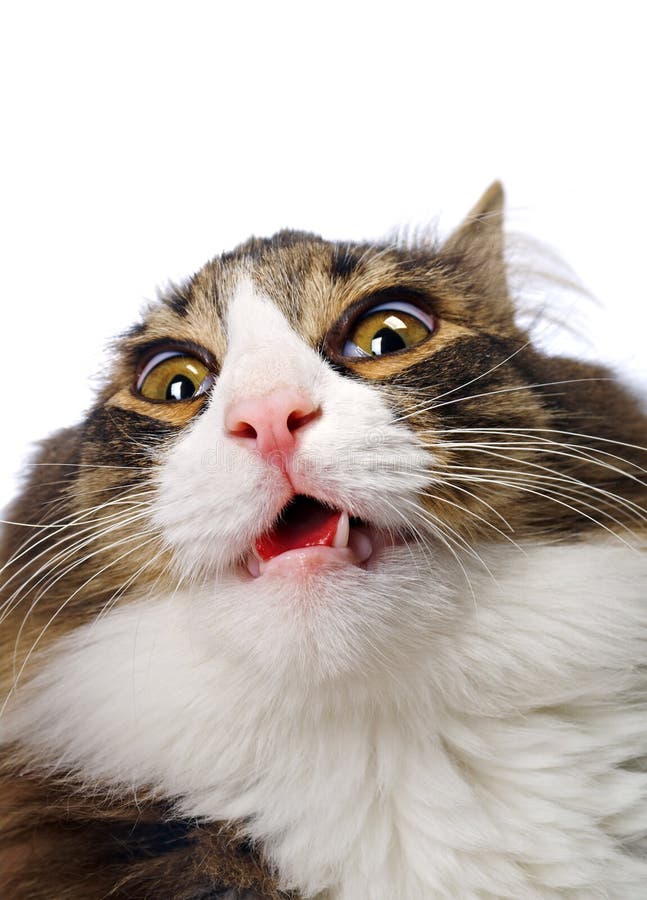 Emotional cat portrait stock photo. Image of fluffy, lies - 37134636