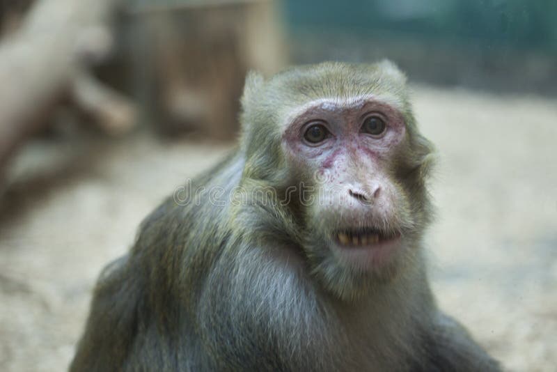Emotional Expression Face of Monkey Stock Image - Image of monkey ...