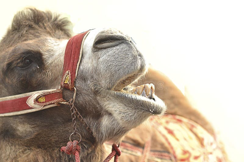 940 Funny Camel White Background Stock Photos - Free & Royalty-Free ...