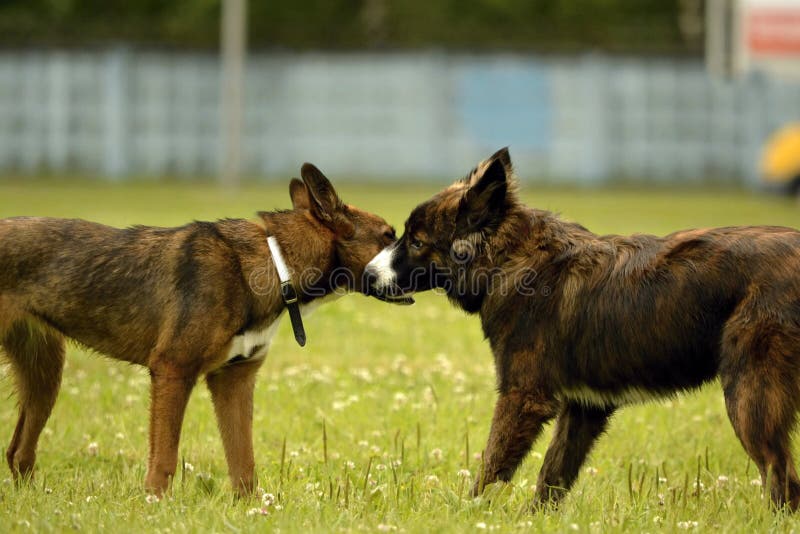 Emotions of Animals.Two Young Dogs are Friends. Interaction between ...