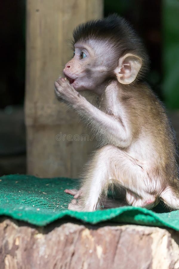 Emotions of the monkey stock image. Image of captive - 47578193