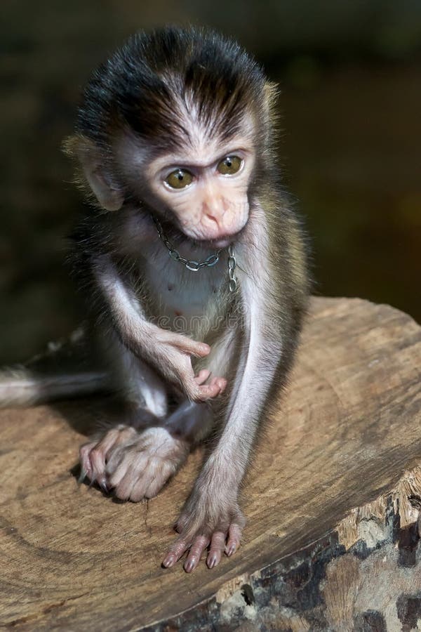 Emotions of the monkey stock image. Image of face, jungle - 47578203