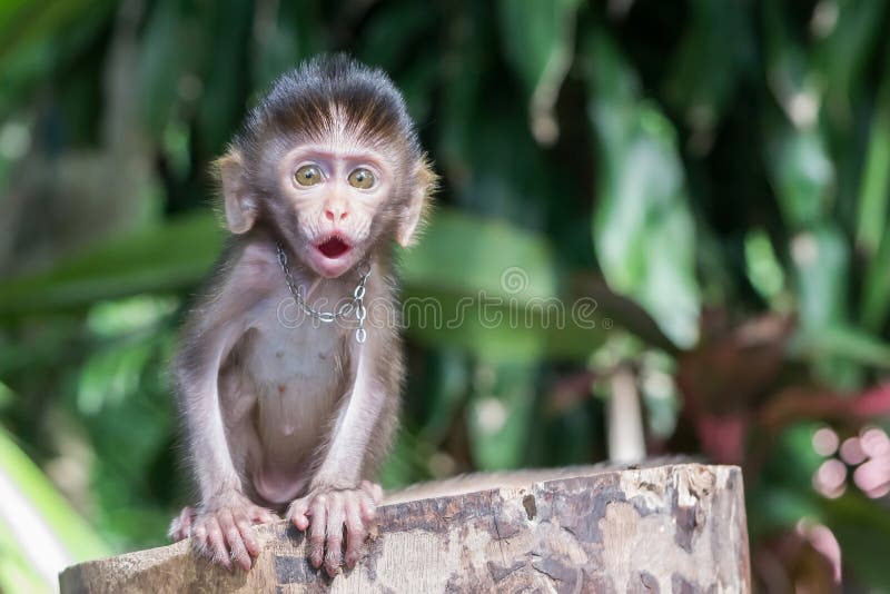 Emotions of the monkey stock photo. Image of primitive - 47578212