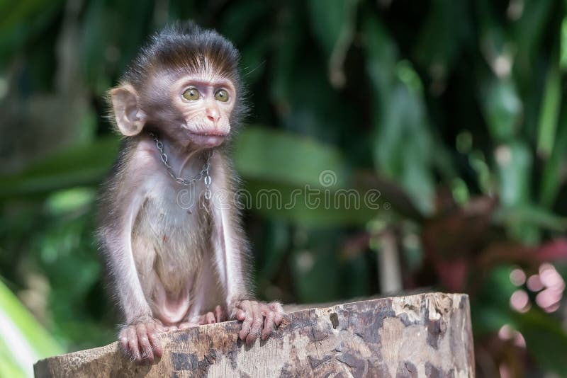 Emotions of the monkey stock photo. Image of primitive - 47578212