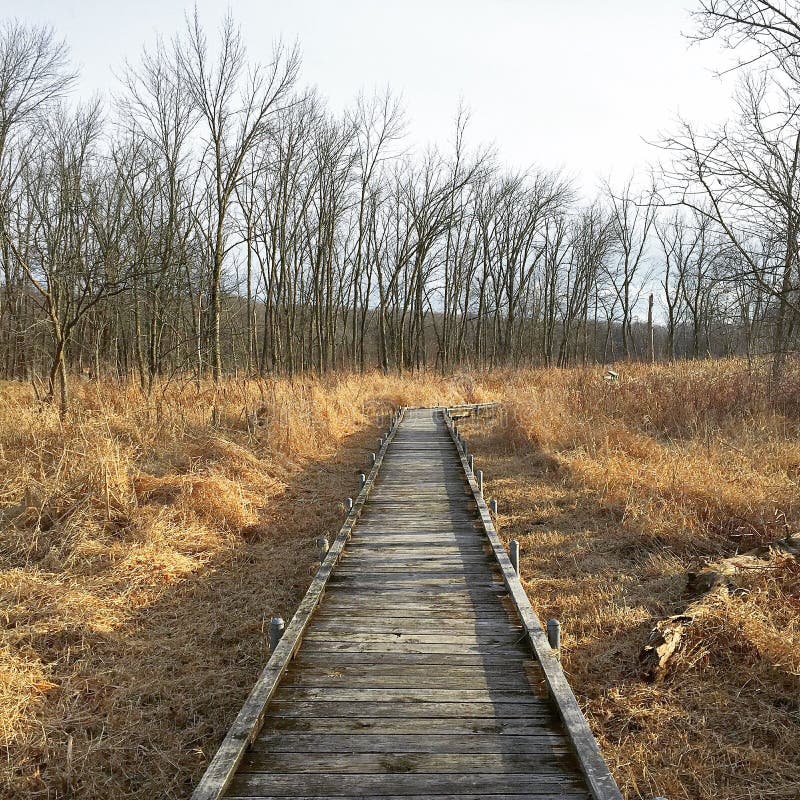 Empty Walking stock image. Image of path, fall, walking - 61134973
