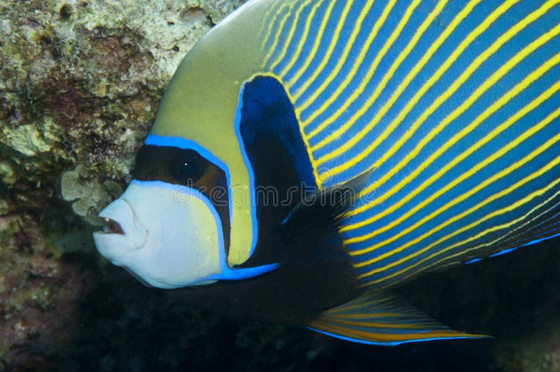 Parrot Fish Sleeping Inside the Cocoon Underwater during a Night Dive ...