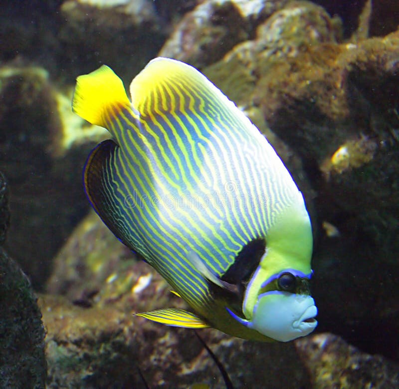Emporer Angelfish Stock Photos - Free & Royalty-Free Stock Photos from ...