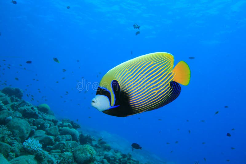 Bat fish stock photo. Image of open, adult, swimming, shore - 1812190