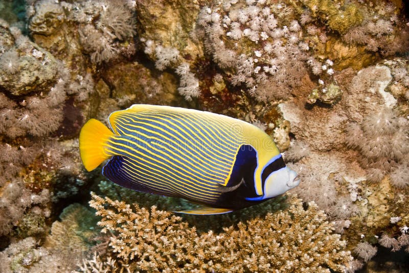 Emperor angelfish stock image. Image of sealife, yellow - 4081953