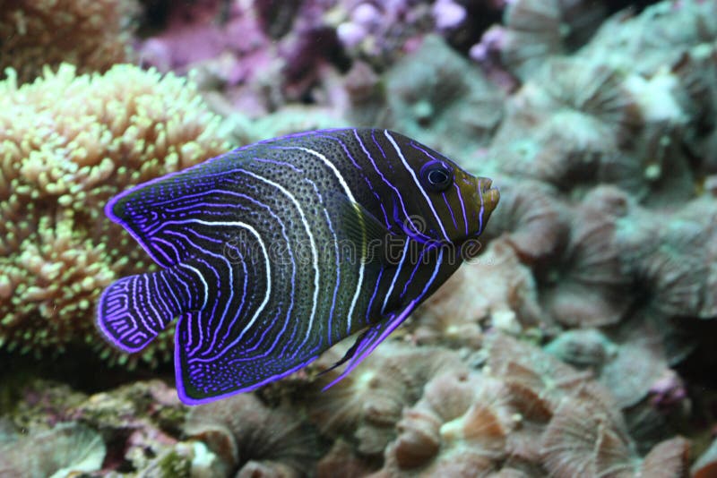 Emperor Angelfish stock photo. Image of imperator, emperor - 8585756