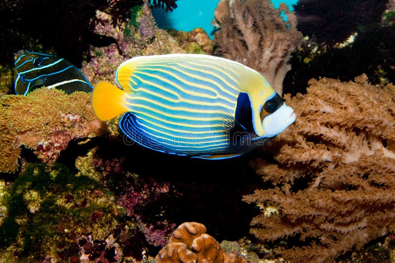 Emperor Angelfish (Pomacanthus Imperator) Stock Image - Image of ...