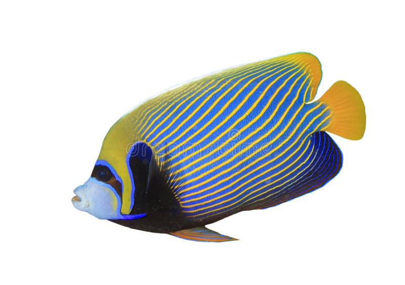 Emperor Angelfish stock image. Image of fish, isolation - 47895629