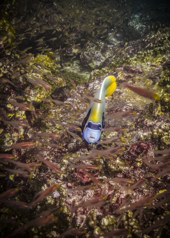 Emperor Angelfish Looking at a Flock of Fast-moving Glass Fish in the ...