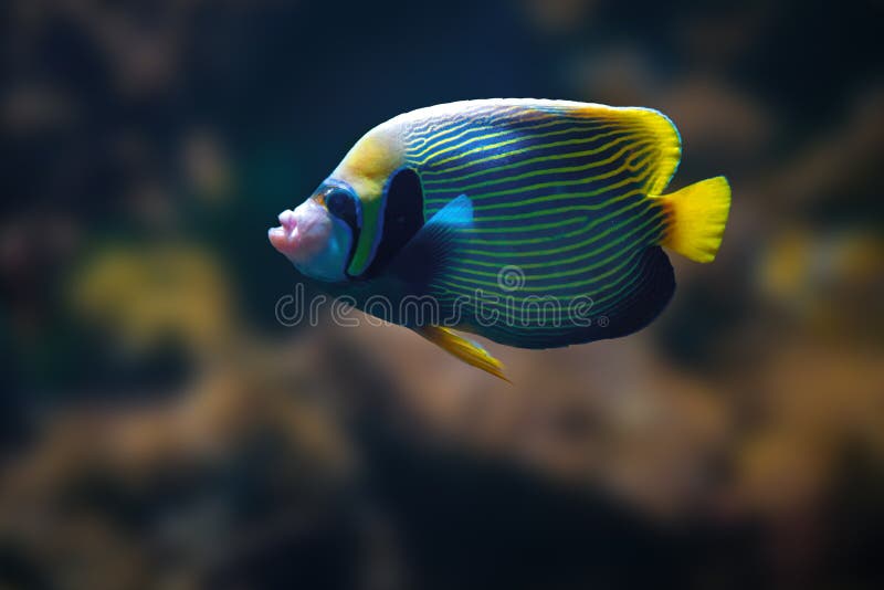 Emperor Angelfish - Marine Fish Stock Photo - Image of ocean, angel ...