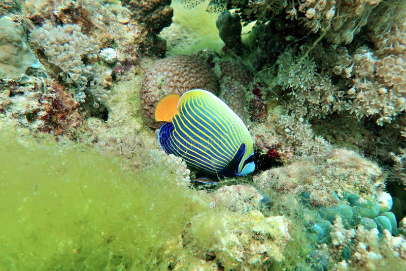 Emperor angelfish stock photo. Image of green, angel - 245137580
