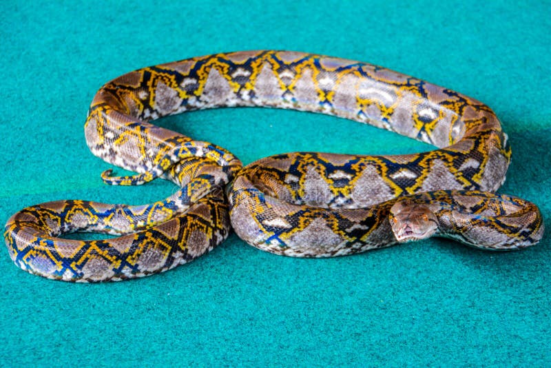 Boa constrictor imperator stock photo. Image of behind - 42582436