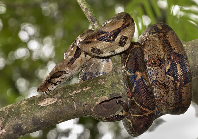 Emperor Boa Boa Constrictor Imperator Stock Photo - Image of tree ...