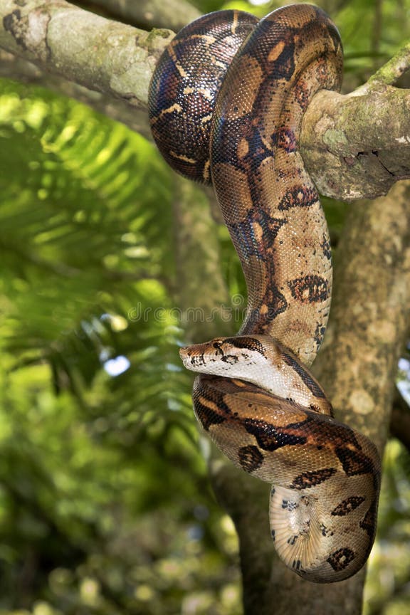 Emperor Boa Boa Constrictor Imperator Stock Image - Image of tree, boas ...