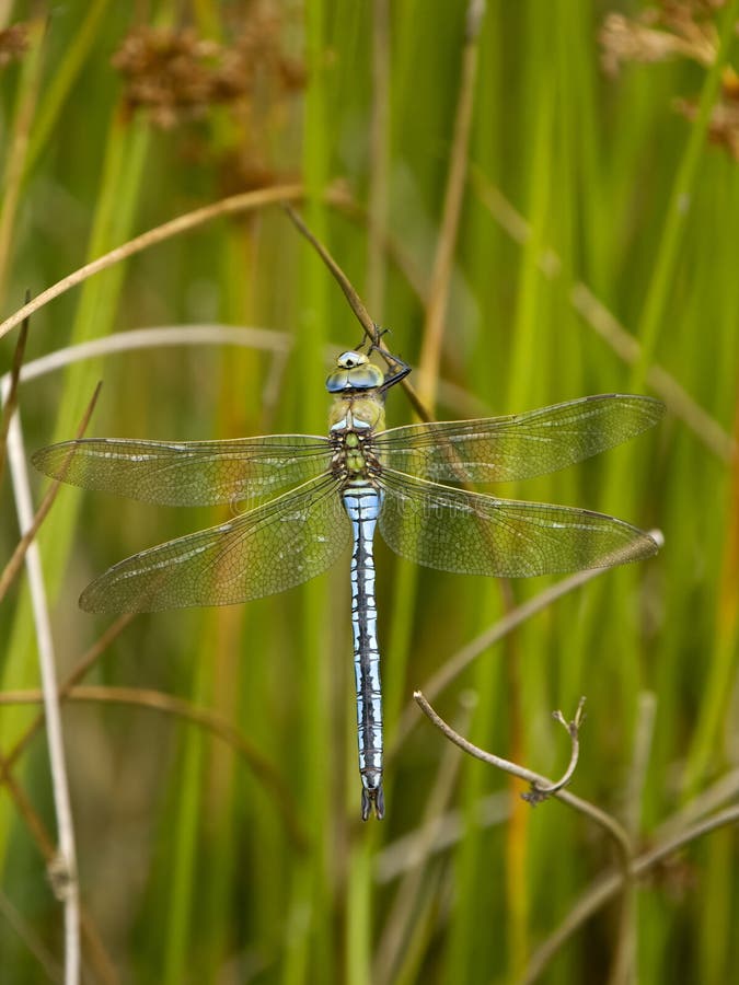 Emperor Dragonfly, Anax Imperator Stock Image - Image of reeds ...