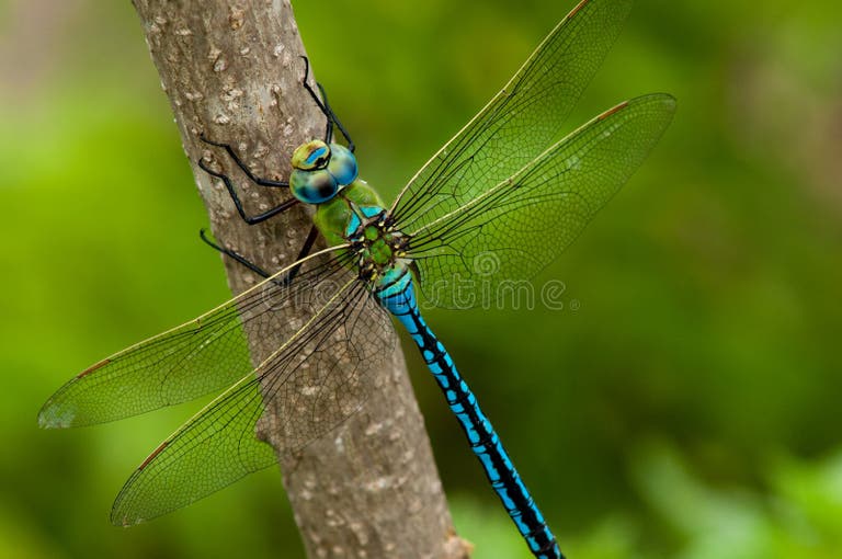 873 Emperor Dragonfly Stock Photos - Free & Royalty-Free Stock Photos ...