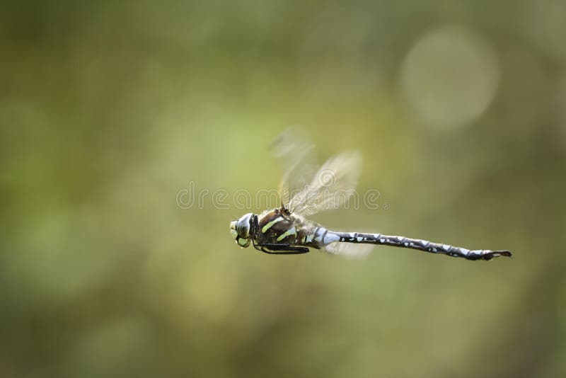 Emperor Dragonfly in Flight Stock Photo - Image of twig, arthropod ...