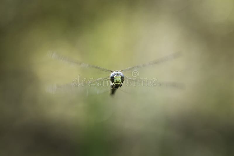 Emperor Dragonfly in Flight Stock Photo - Image of wings, ancient: 86709954