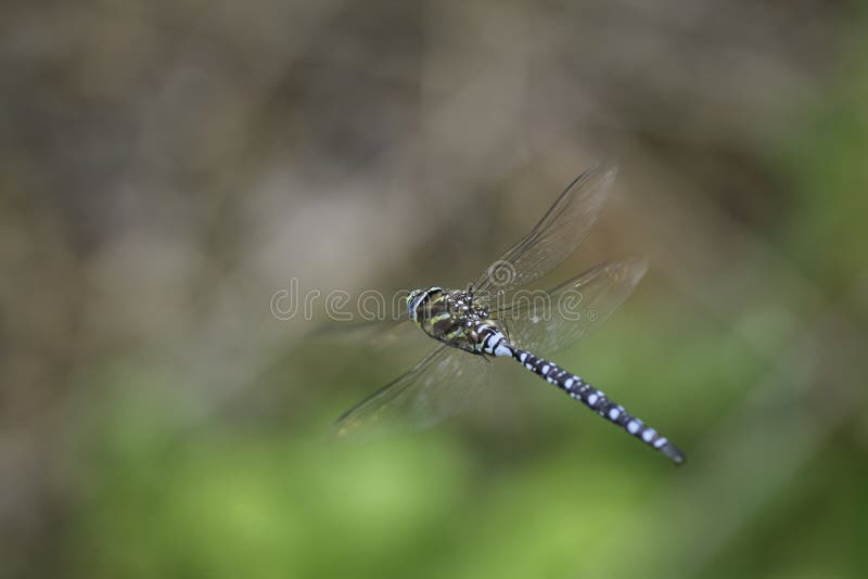 Emperor Dragonfly in Flight Stock Photo - Image of flying, closeup ...