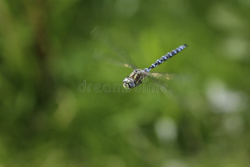 Emperor Dragonfly in Flight Stock Image - Image of closeup, wings: 86710035