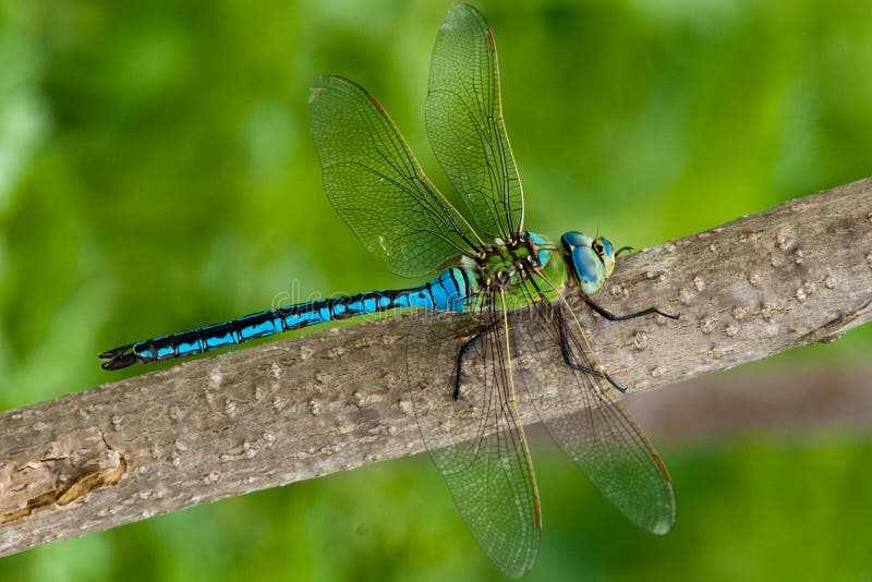 The Emperor Dragonfly (Anax Imperator) Stock Image - Image of family ...