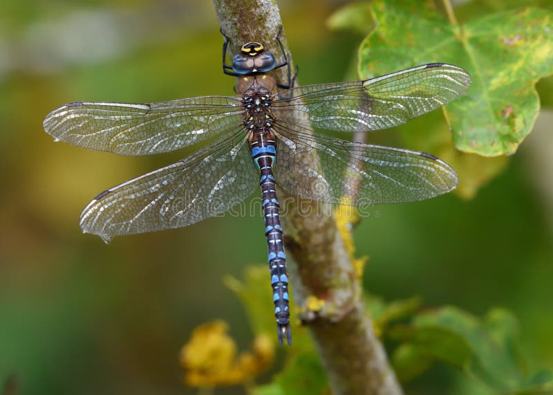 Emperor Dragonfly Perched on Tree with Wings Open. Stock Image - Image ...
