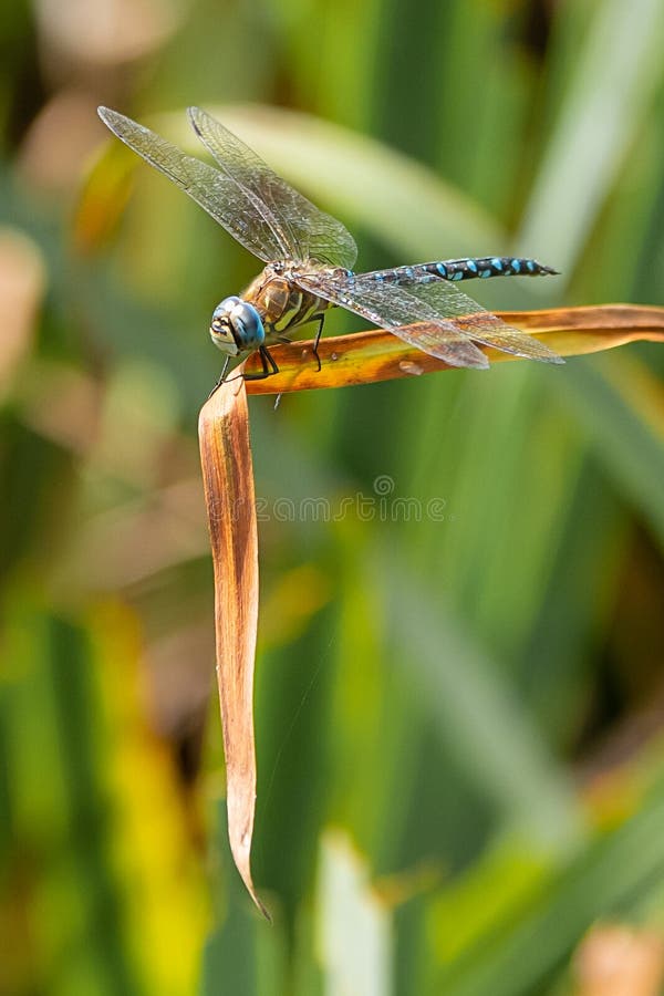 Emperor Dragonfly Sitting on a Reed at the Edge of a Pond Stock Photo ...