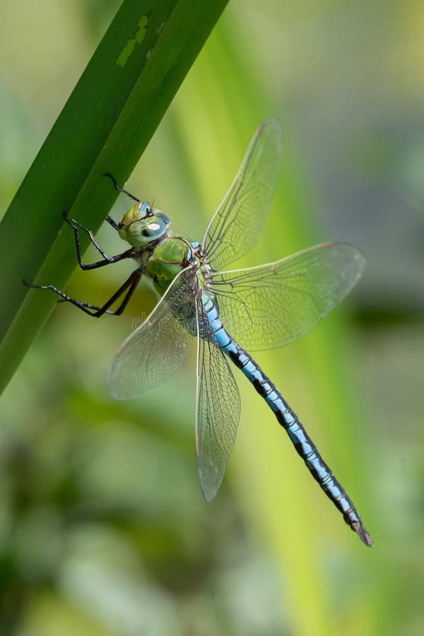 Emperor Dragonfly Sitting on a Reed at the Edge of a Pond Stock Image ...
