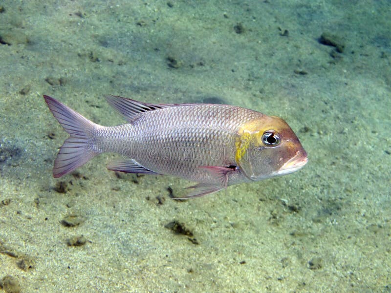 Emperor fish stock photo. Image of animal, reef, farfalla - 10645856
