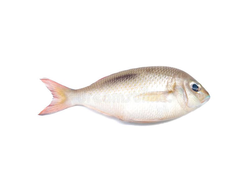 1,905 Emperor Fish Stock Photos - Free & Royalty-Free Stock Photos from ...