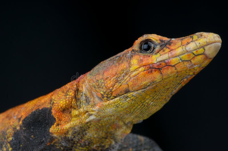 Emperor Flat Lizard Stock Photos - Free & Royalty-Free Stock Photos ...