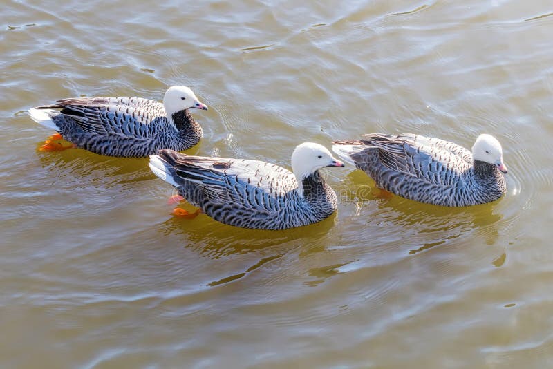 Emperor Geese Swimming in Water Anser Canagicus Stock Image - Image of ...