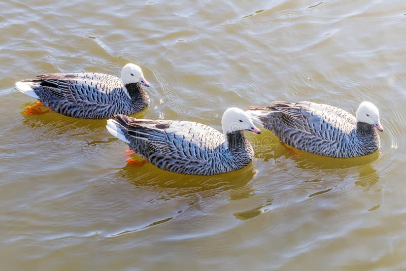 Emperor Geese Swimming in Water Anser Canagicus Stock Image - Image of ...