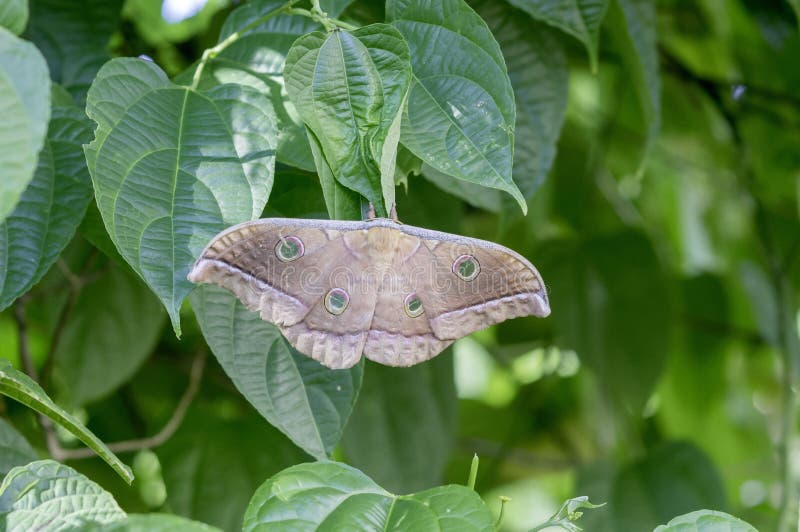 Emperor moth stock photo. Image of animal, pretty, natural - 81203434