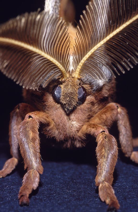 1,517 Emperor Moth Stock Photos - Free & Royalty-Free Stock Photos from ...