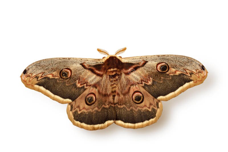 Emperor Moth - Saturnia Pavonia on White Background Stock Photo - Image ...