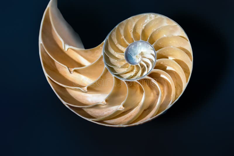 Emperor Nautilus Shell Interior - Seashell Stock Image - Image of ...