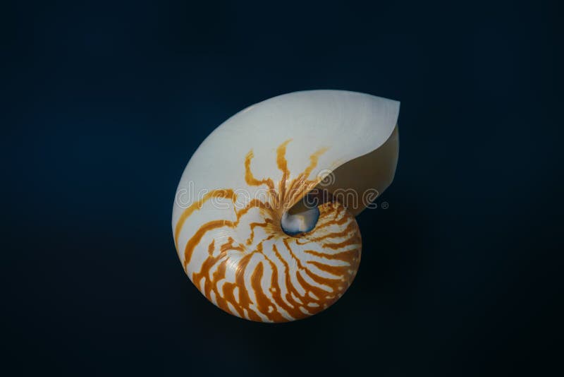 Emperor Nautilus Shell - Seashell Stock Photo - Image of animal, nature ...