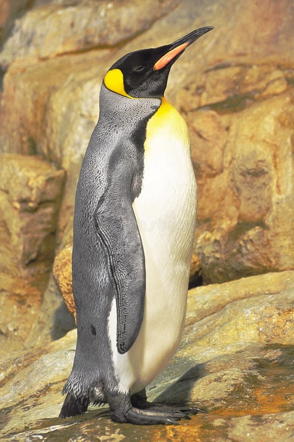 Emperor Penguin stock image. Image of australian, peninsula - 12714567