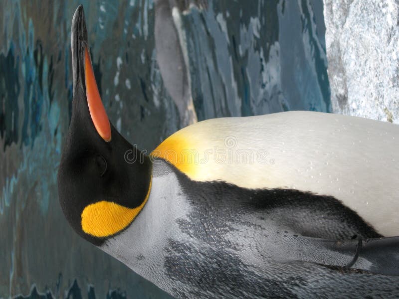 Emperor Penguin stock image. Image of orange, arctic, black - 1689795