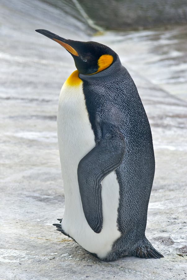Emperor penguin stock photo. Image of zoologial, standing - 4030678