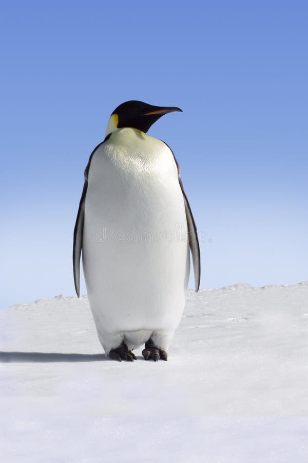 Penguin looking up stock image. Image of frozen, outside - 9704417