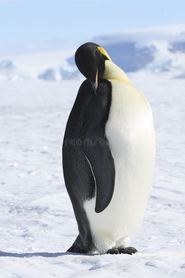 Penguin fitness stock image. Image of white, chick, winter - 4188653