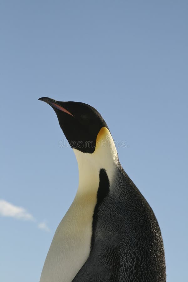 Chinstrap Penguin - Wings Open Stock Photo - Image of animal ...