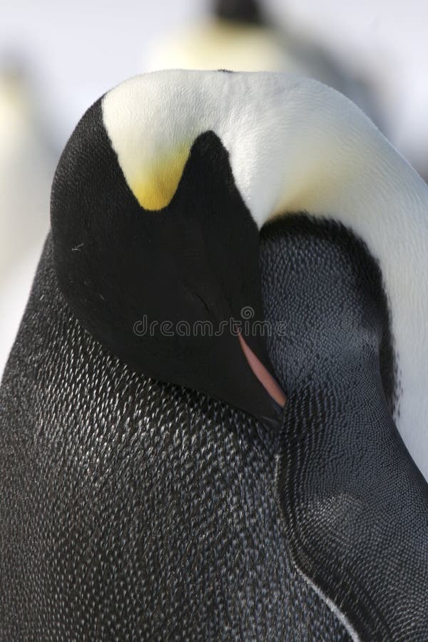 Emperor Penguin (Aptenodytes Forsteri) Stock Photo - Image of slide ...