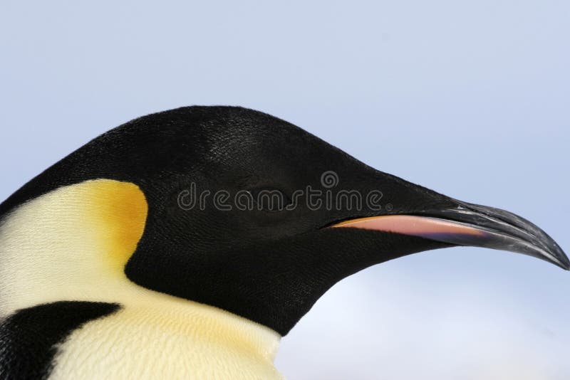 Emperor Penguin (Aptenodytes Forsteri) Stock Photo - Image of slide ...